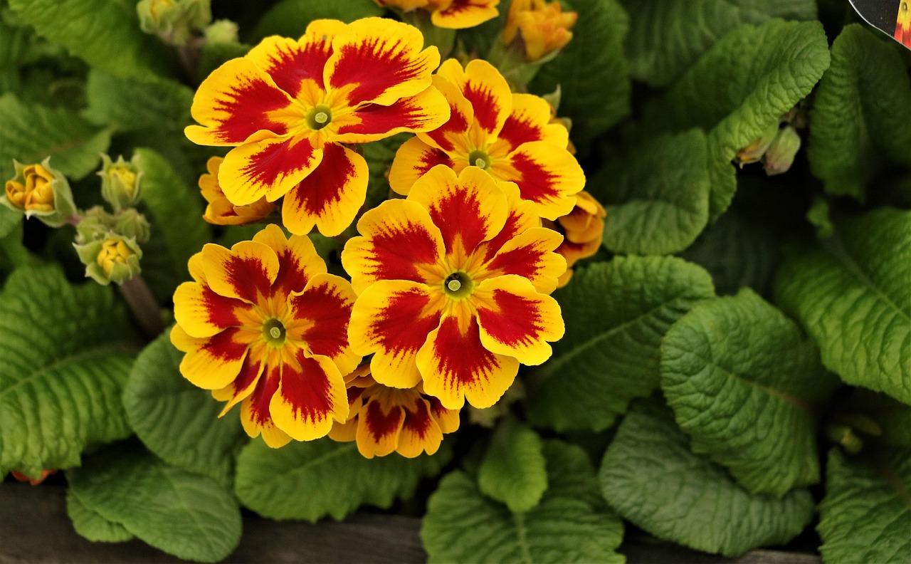 Flor Planta Botânica - Foto gratuita no Pixabay - Pixabay