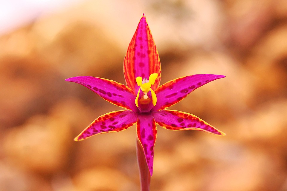 Queen Of Sheba Orchid Wildflowers - Free photo on Pixabay