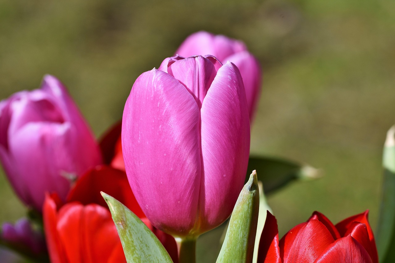 Tulip Blossom Field - Free photo on Pixabay - Pixabay