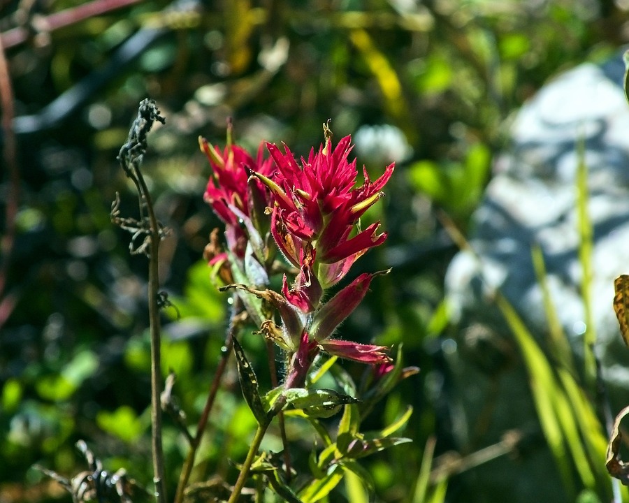 Prairie-Palo Wildflower - Ilmainen valokuva Pixabayssa - Pixabay