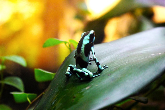 Frosch Tropischer Exotische - Kostenloses Foto auf Pixabay - Pixabay
