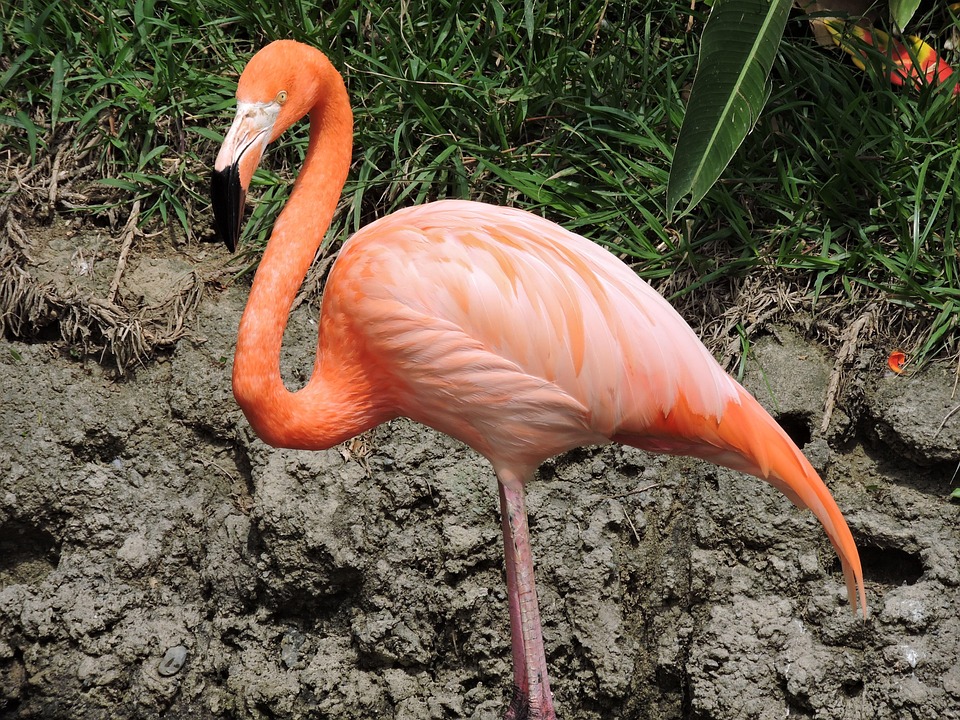 Flamingo Rose Feder - Kostenloses Foto auf Pixabay - Pixabay