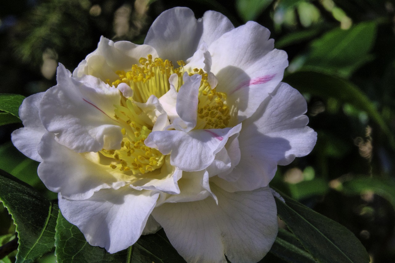 Camellia Flower Bloom - Free photo on Pixabay - Pixabay