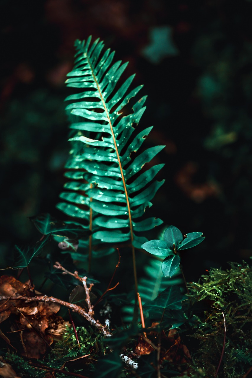 Samambaia Verde Natureza - Foto gratuita no Pixabay - Pixabay