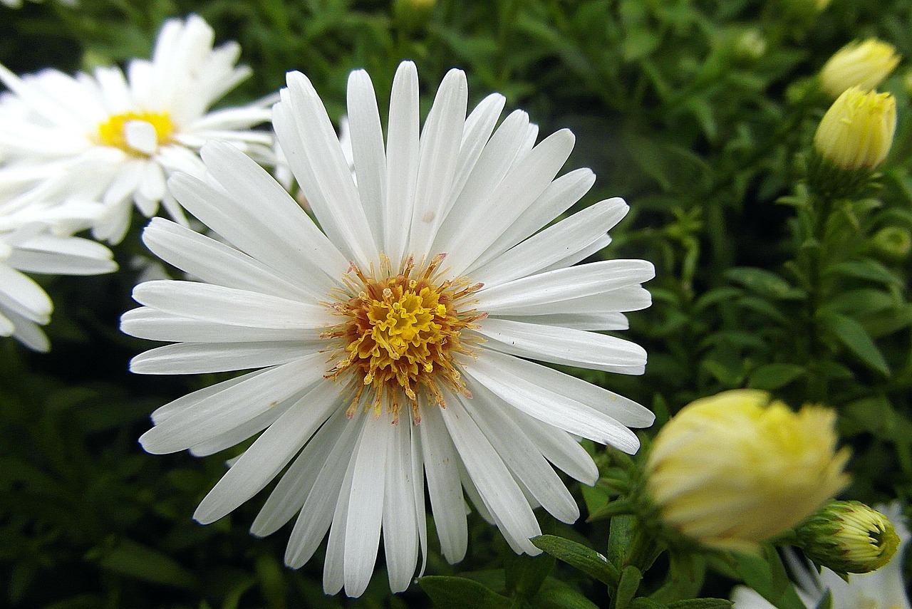 Flower Marcinek Aster Bushy - Free photo on Pixabay - Pixabay