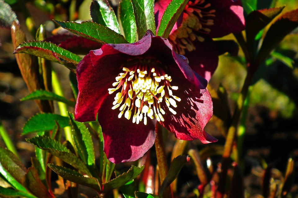 Hellebore Flower Winter - Free photo on Pixabay