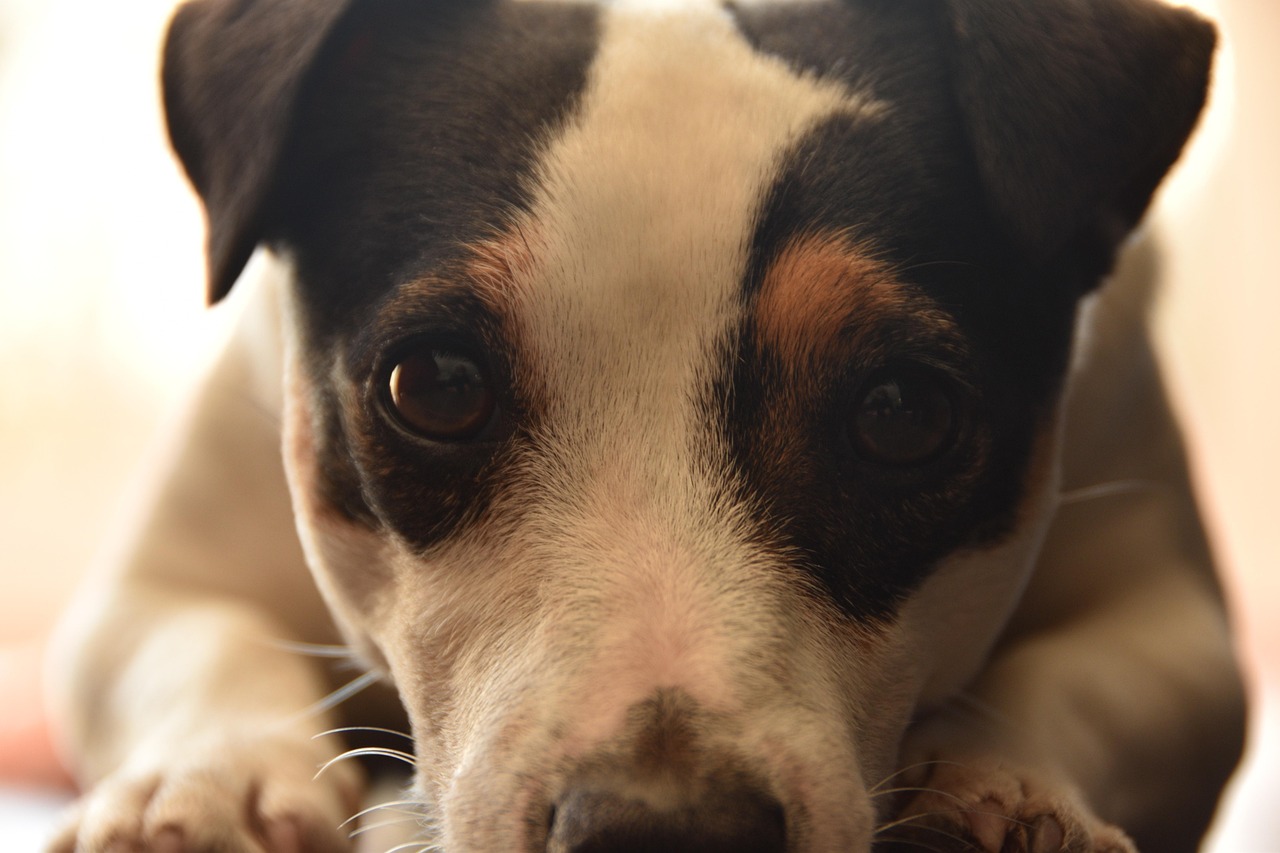 300+ Free Jack Russell Terrier & Dog Images - Pixabay