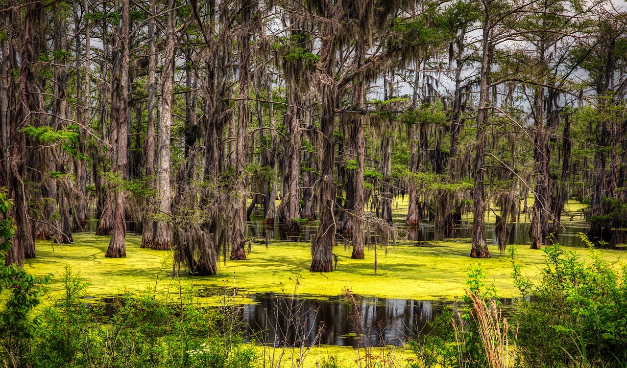 Más de 5 000 imágenes gratis de Pantano y Naturaleza - Pixabay