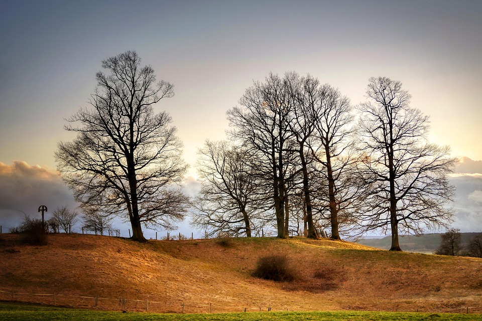 Tree Bald Nature - Free photo on Pixabay