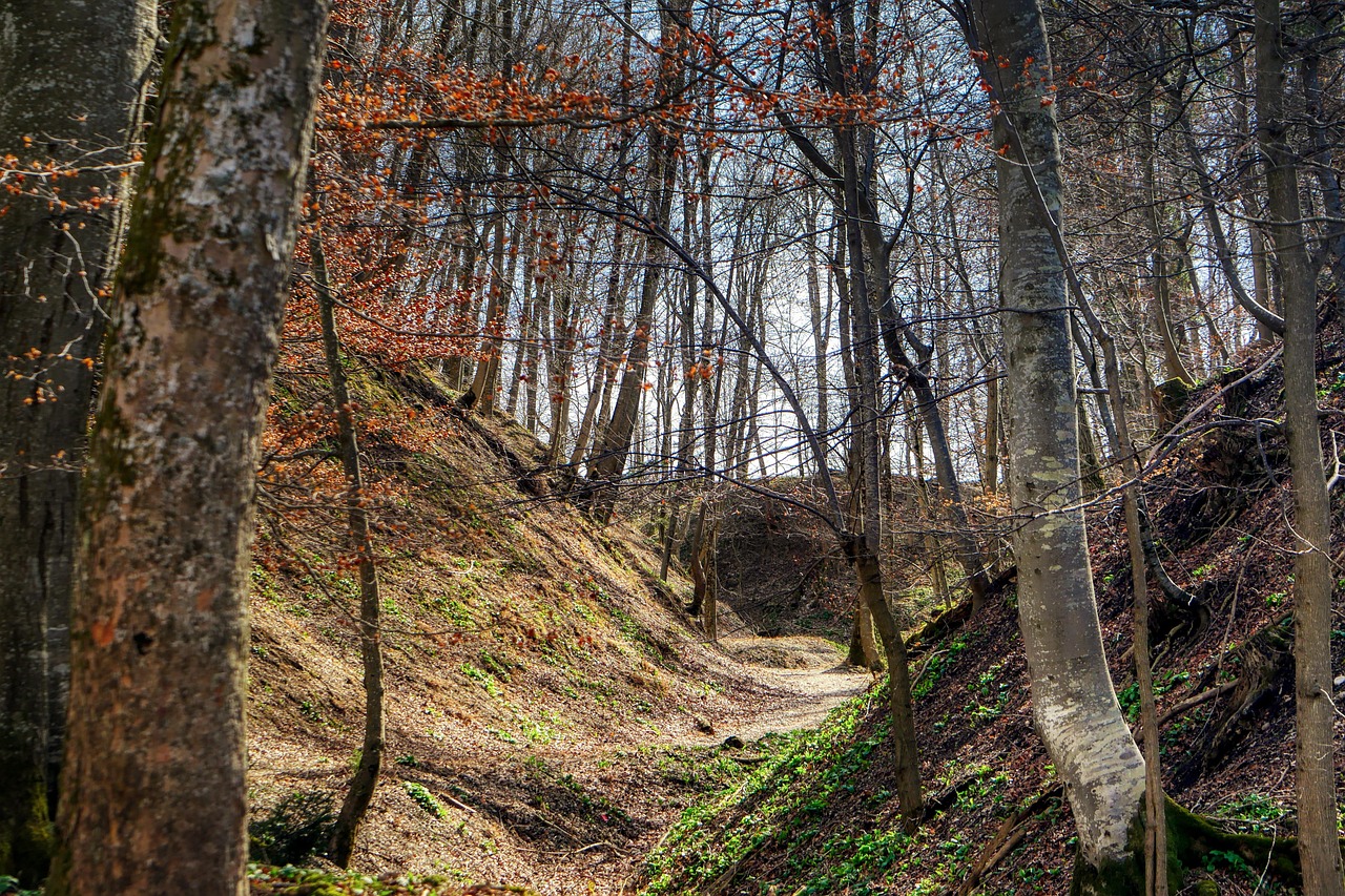 Forest Landscape Path - Free photo on Pixabay - Pixabay
