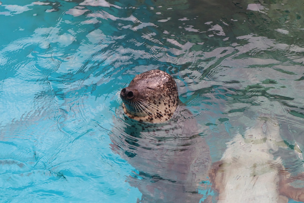 Seal Water Mammal - Free photo on Pixabay - Pixabay