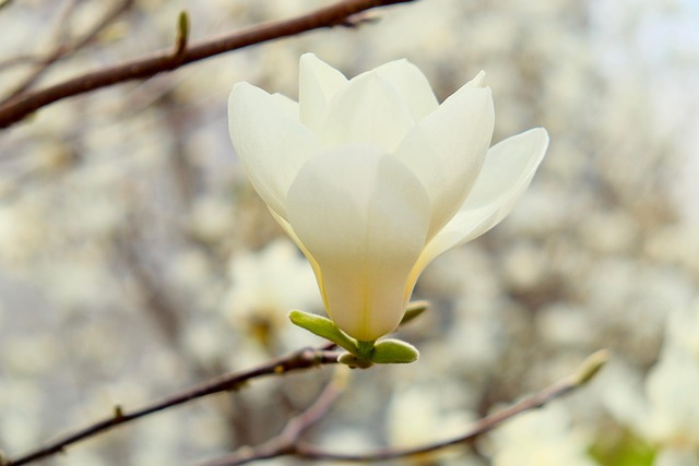 Gold Magnolia Spring Flower - Free photo on Pixabay - Pixabay