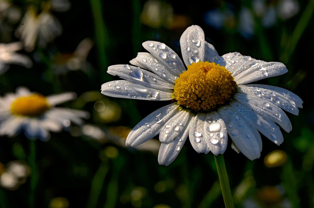 Bunga Margrit Tetes Merapatkan - Foto gratis di Pixabay - Pixabay