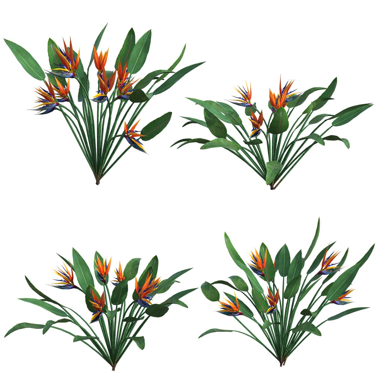 Download Flowers Tropical Leaves Royalty Free Stock Illustration Download Flowers Tropical Leaves Royalty Free Stock Illustration
