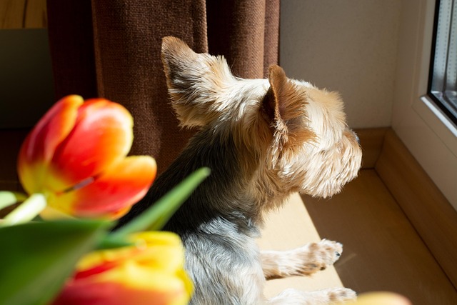 Cachorro Pequeno Animal - Foto gratuita no Pixabay - Pixabay