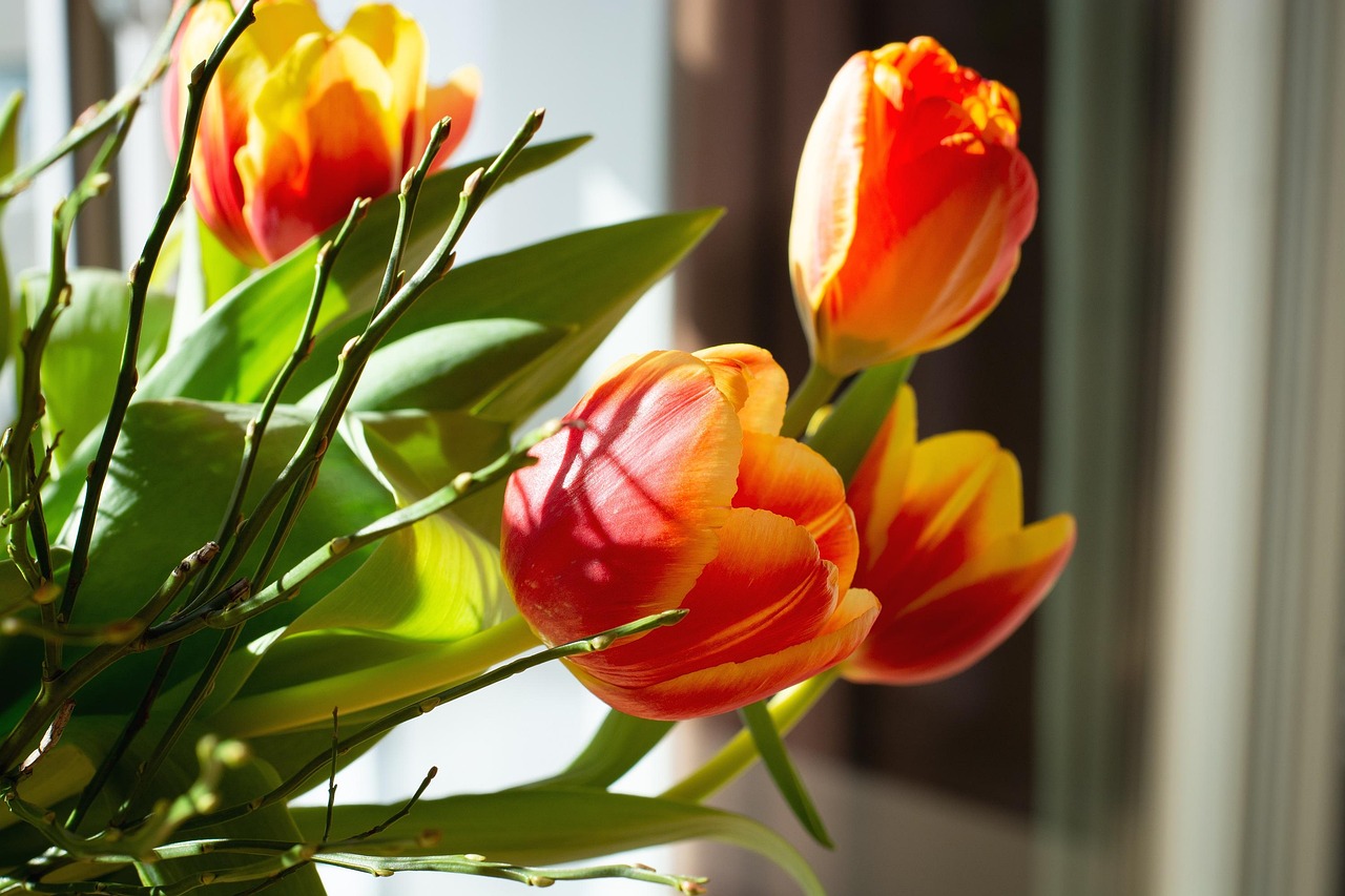 Bunga Seikat Tulip - Foto gratis di Pixabay - Pixabay
