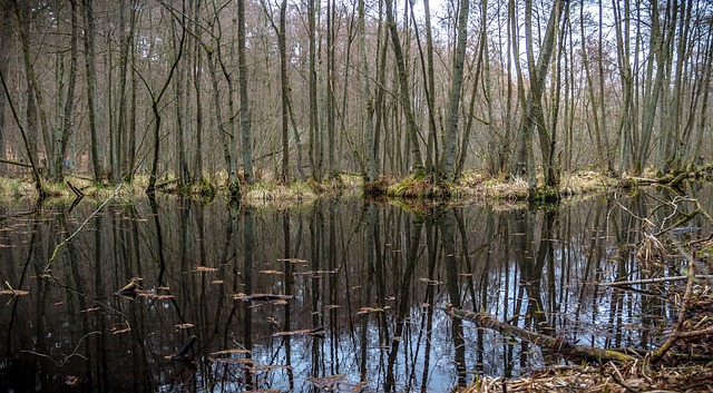 Nature Swamp Landscape - Free photo on Pixabay - Pixabay