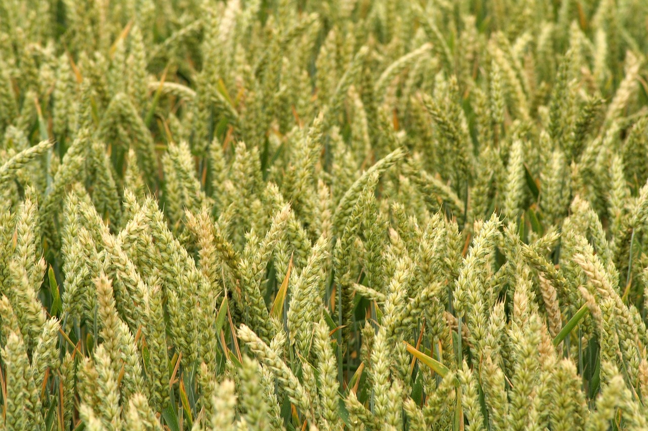 Grain Ear Cornfield - Free photo on Pixabay - Pixabay