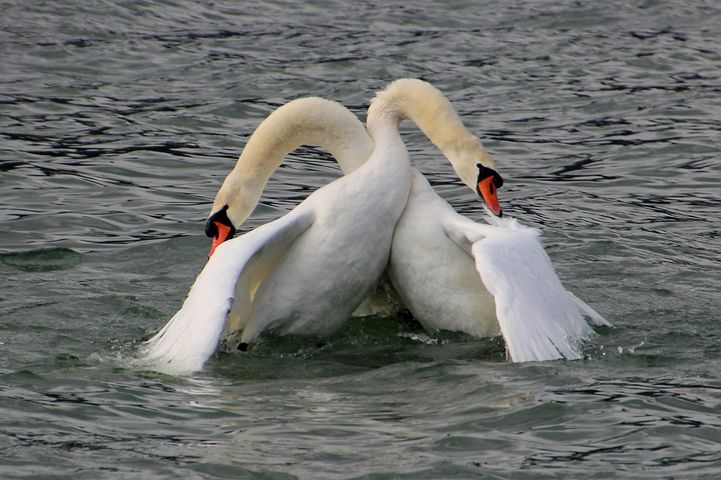 10,000+ Free Swan & Bird Images - Pixabay