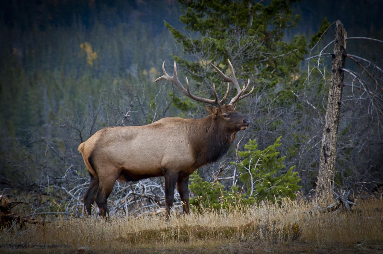 600+ Free Elk & Deer Images - Pixabay