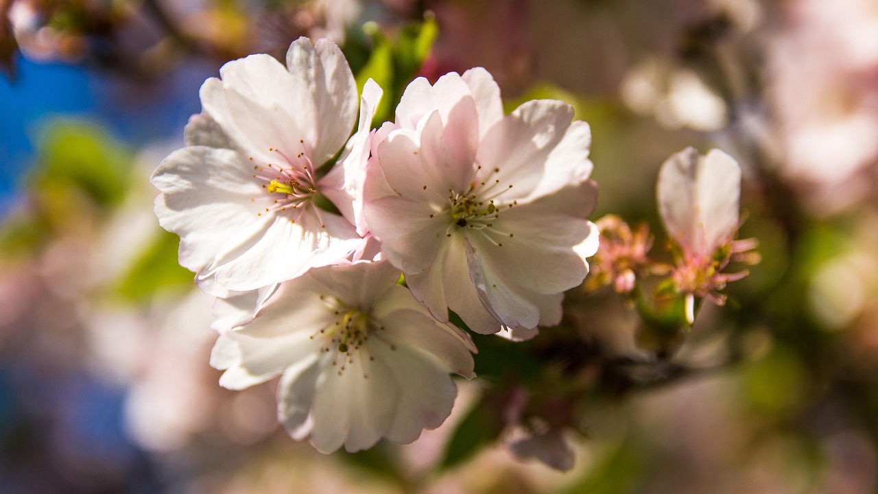 Cherry Blossoms Fruit Tree Spring - Free photo on Pixabay - Pixabay