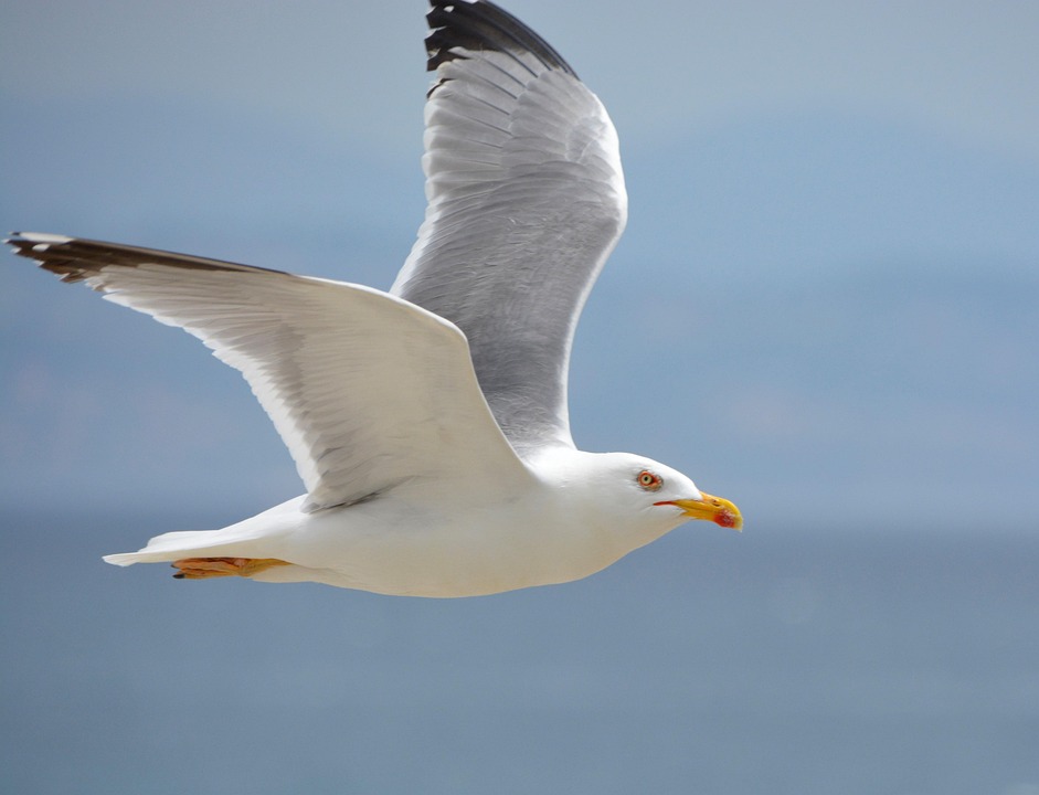 Seagull Sea Darling Free Photo On Pixabay Pixabay