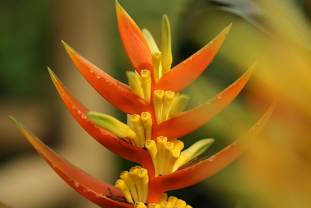 Flower Plant Exotic - Free photo on Pixabay - Pixabay