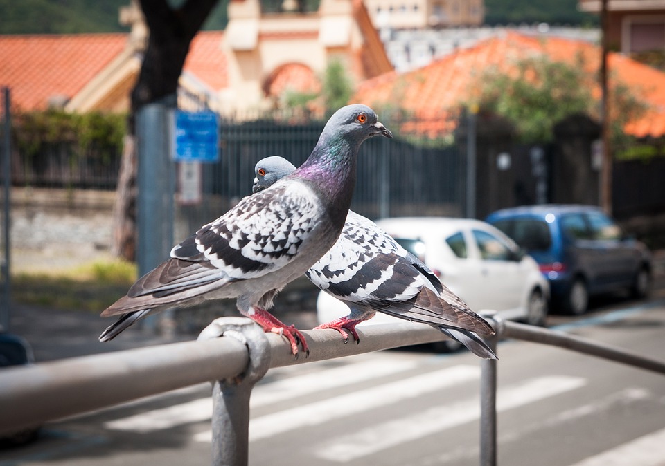Taube Vogel Tier - Kostenloses Foto auf Pixabay - Pixabay