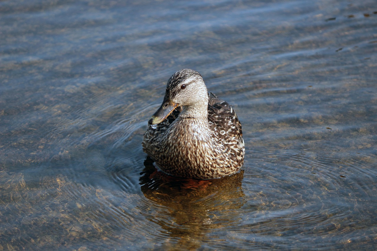 Duck Nature Water - Free photo on Pixabay - Pixabay