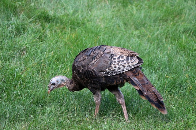 Turkey Nature Wildlife - Free photo on Pixabay