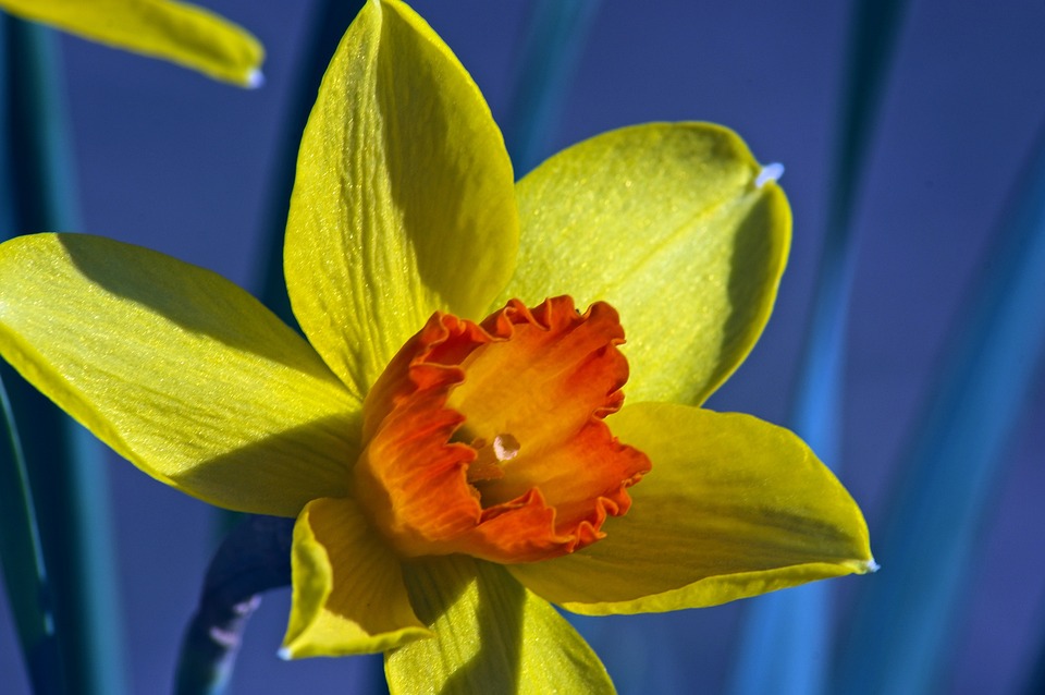 Orange And Yellow Narcissus Garden - Free photo on Pixabay - Pixabay