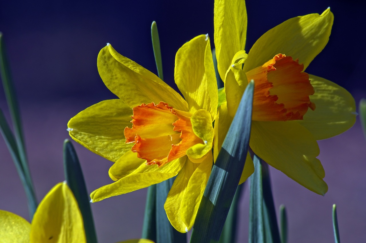 70+ Free Jonquils & Narcissus Images - Pixabay