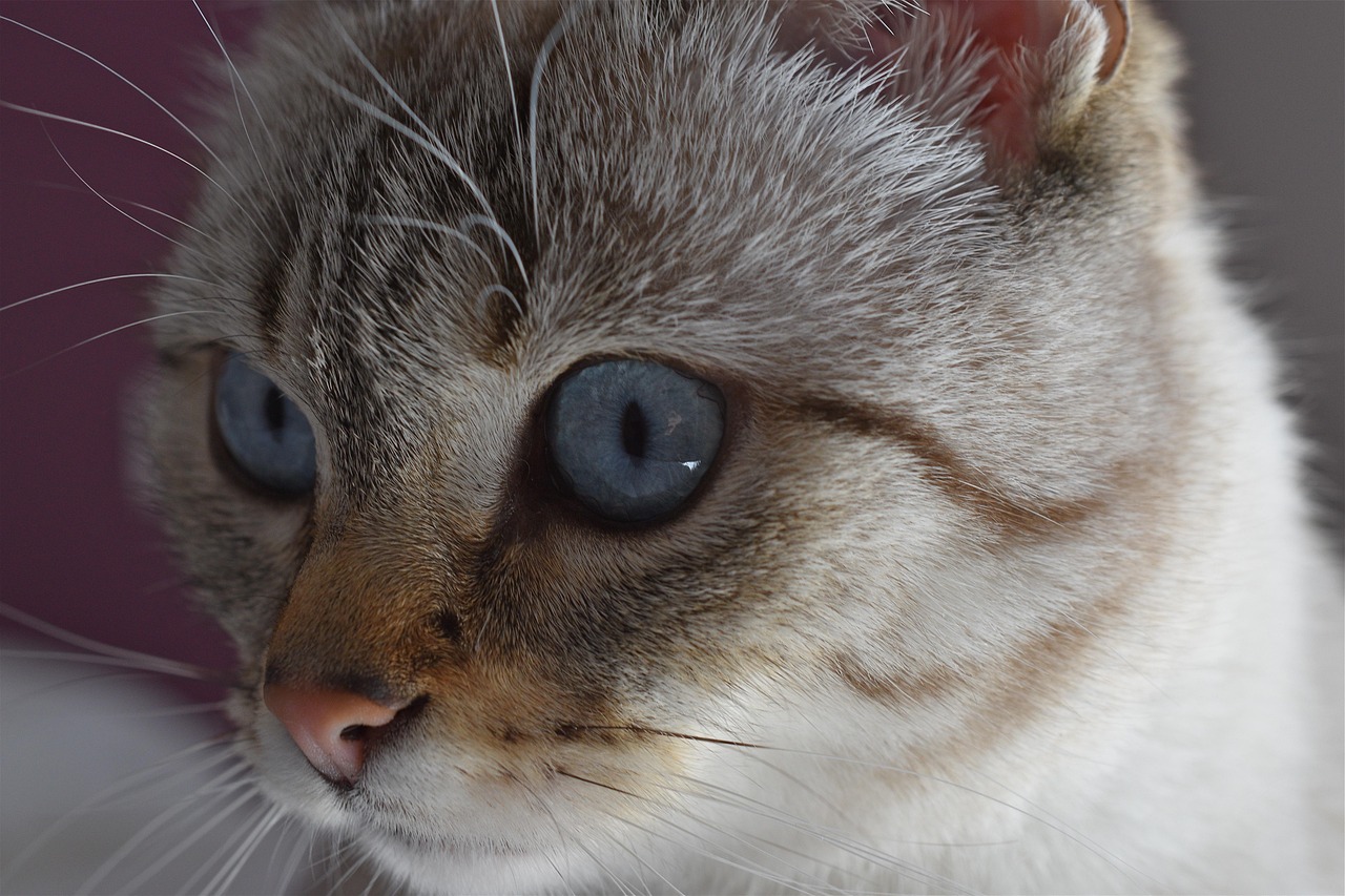 Chat Regard Félin - Photo gratuite sur Pixabay - Pixabay