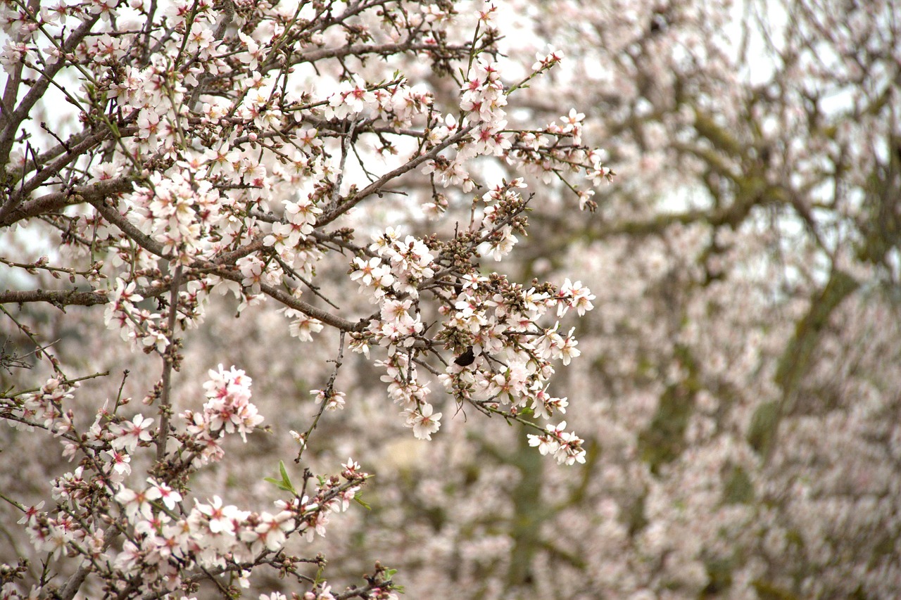 Fleur D'Amandier Arbre Majorque - Photo gratuite sur Pixabay - Pixabay