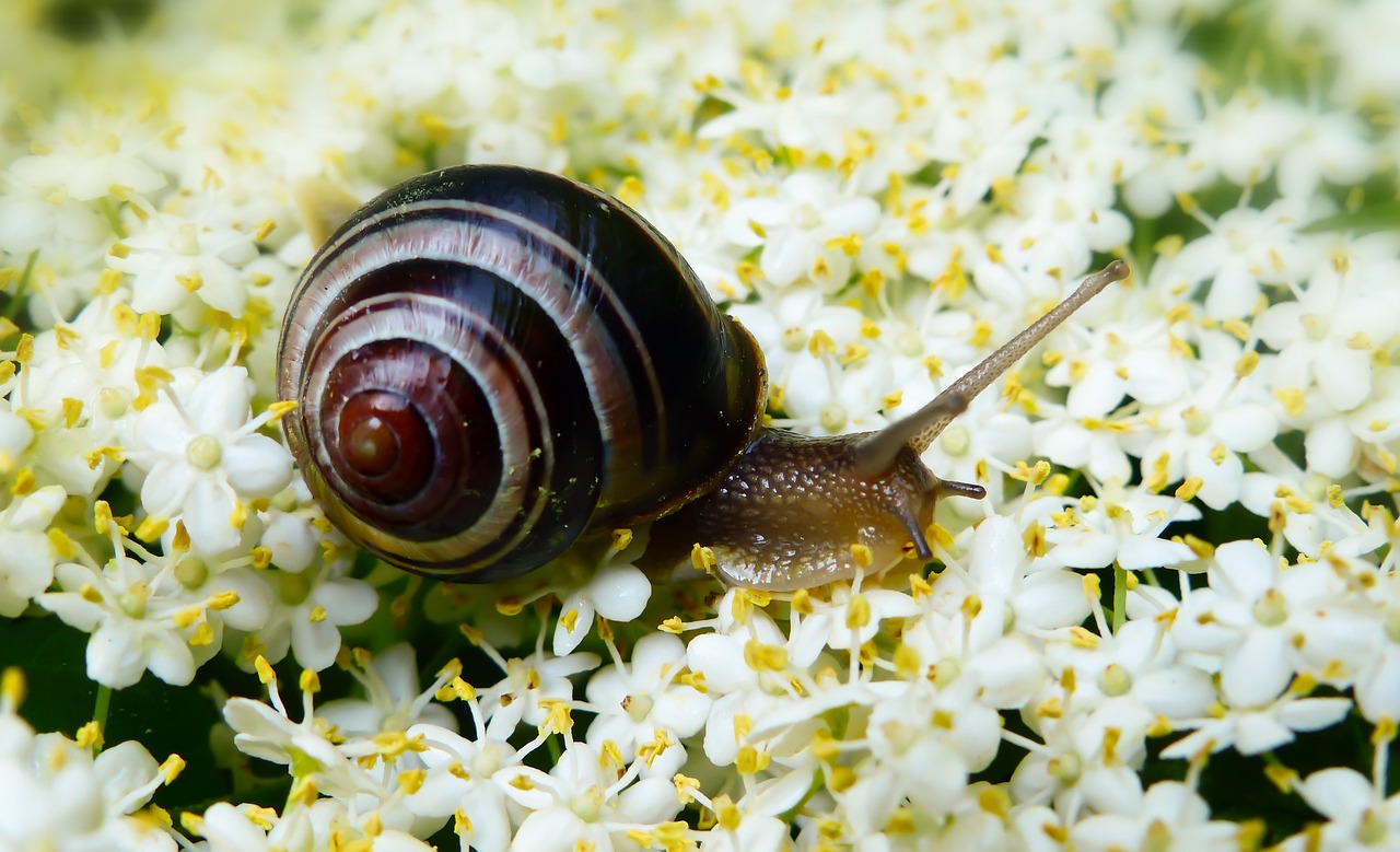 Snail Zaroślowy Molluscs Flowers - Free photo on Pixabay - Pixabay