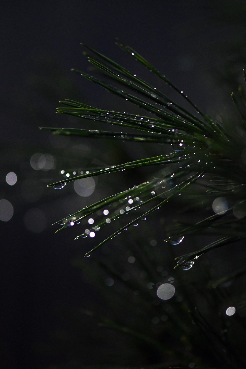 Bonsai Conifer Drops - Free photo on Pixabay
