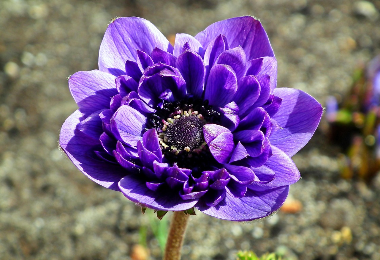 Anémone Fleur Violet Le - Photo gratuite sur Pixabay - Pixabay