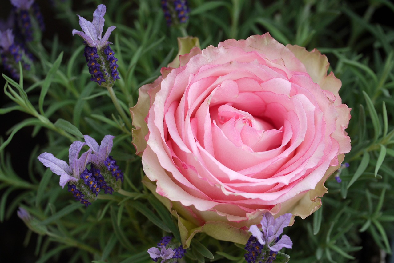 Rose Blüte Blume - Kostenloses Foto auf Pixabay - Pixabay