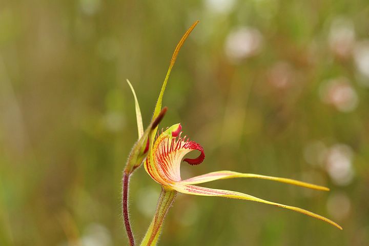40+ Free Orchid Spider & Orchid Images - Pixabay