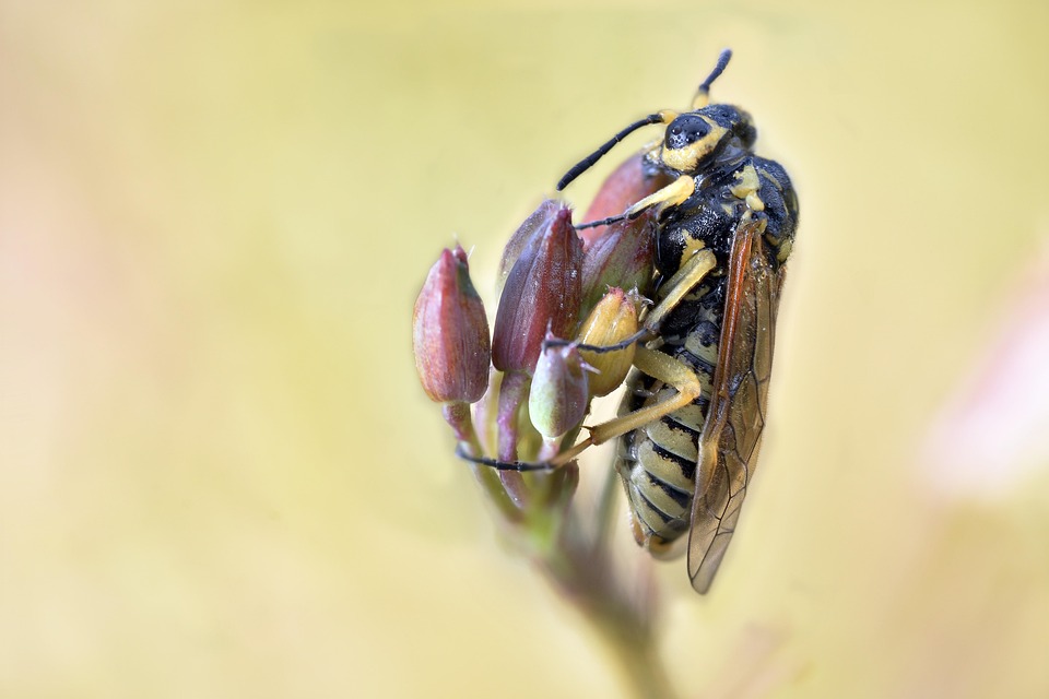 Macro Bee Insect - Free photo on Pixabay - Pixabay