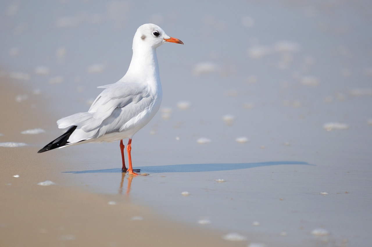 Seagull Sea Nature - Free photo on Pixabay - Pixabay