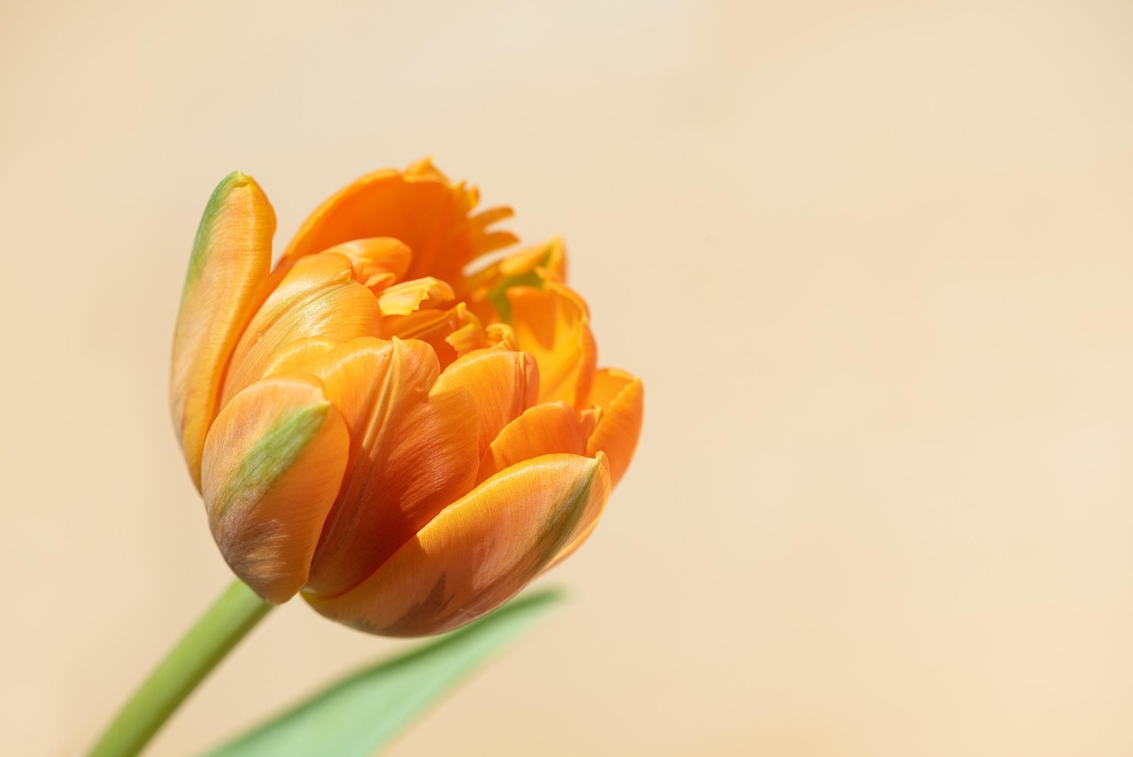 Tulipe Fleur Orange De - Photo gratuite sur Pixabay - Pixabay