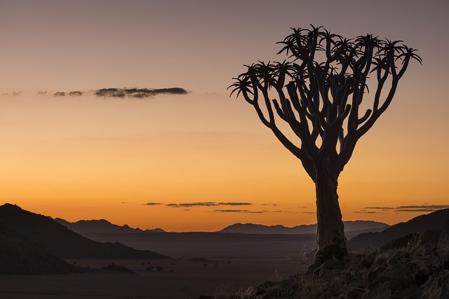 Sunset Quiver Tree Namibia - Free photo on Pixabay