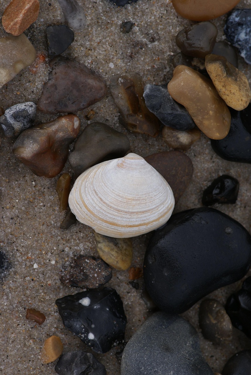 Clam Sleet Sand - Free photo on Pixabay - Pixabay