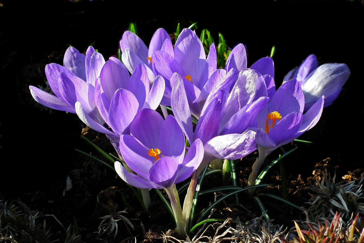 Crocus Fleurs Le Printemps - Photo gratuite sur Pixabay - Pixabay