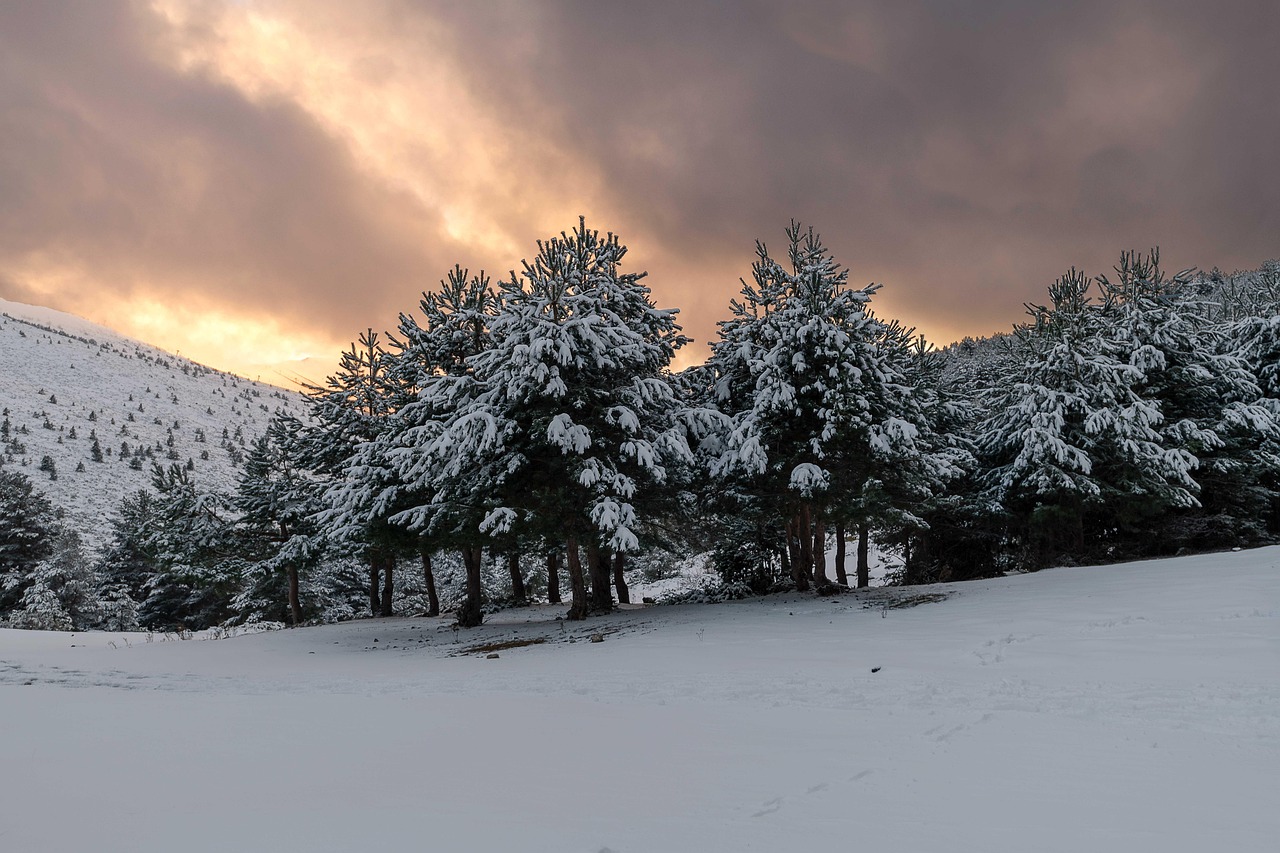 Arbol Bosque Paisaje - Foto gratis en Pixabay Arbol Bosque Paisaje - Foto gratis en Pixabay