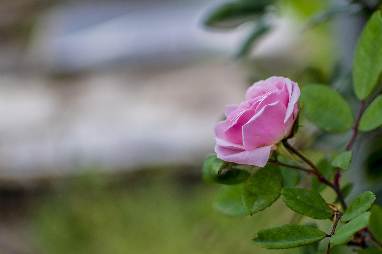 Roos Bloem Natuur - Gratis foto op Pixabay - Pixabay