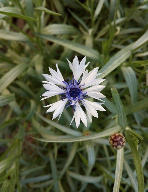 Rumput Bunga Biru Di Luar - Foto gratis di Pixabay - Pixabay
