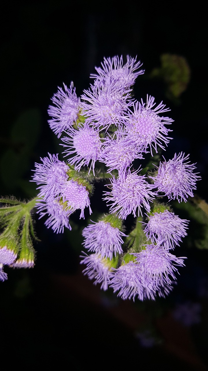 Mauve Fleurs - Photo gratuite sur Pixabay - Pixabay