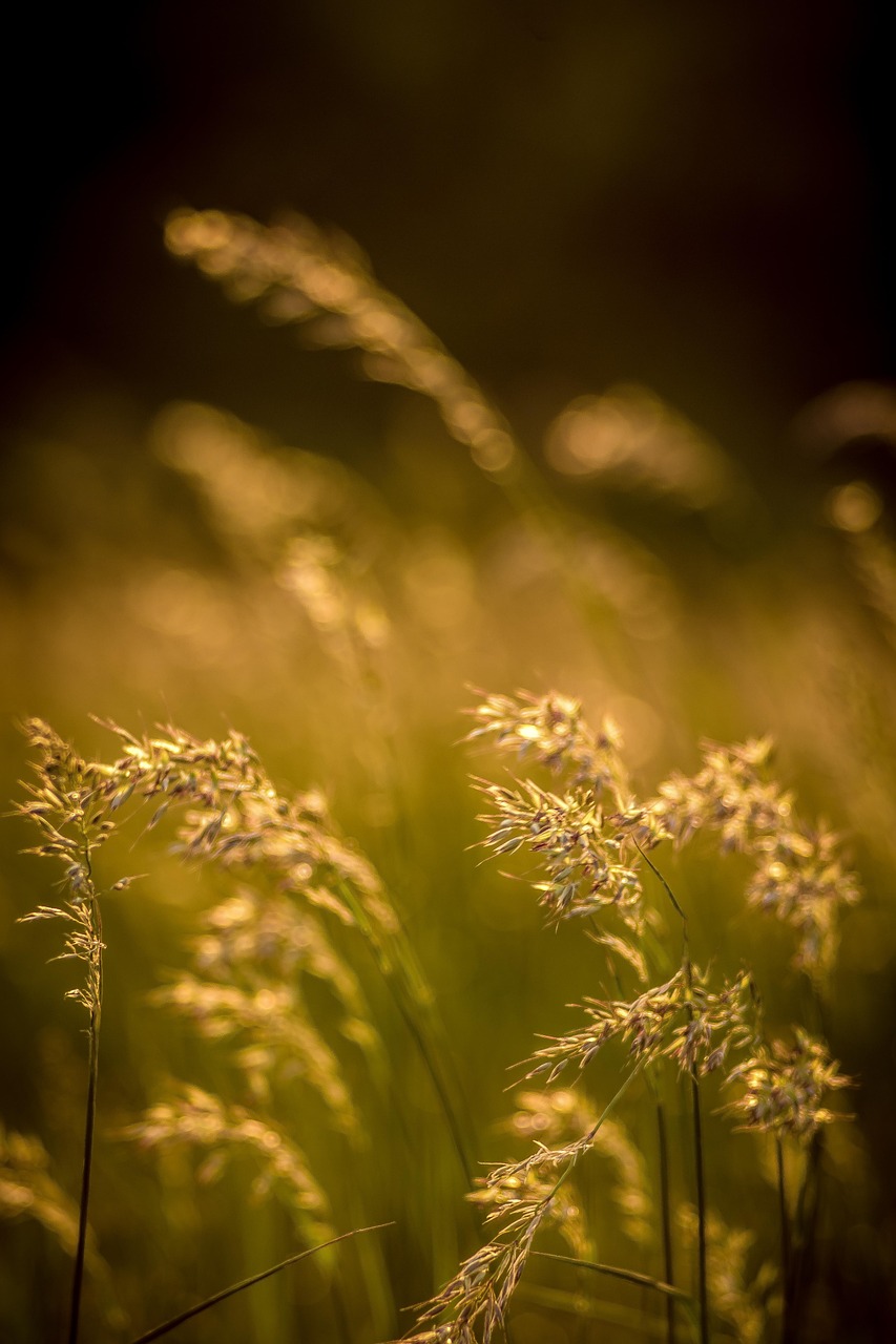 400,000+ Free Background Vertical & Vertical Images - Pixabay